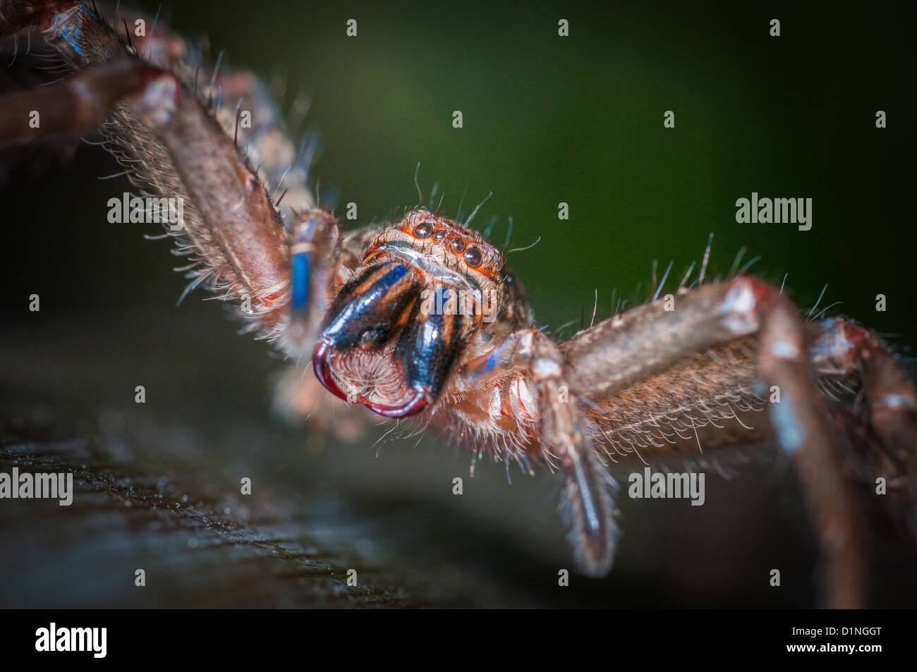 Huntsman spider hi-res stock photography and images - Alamy