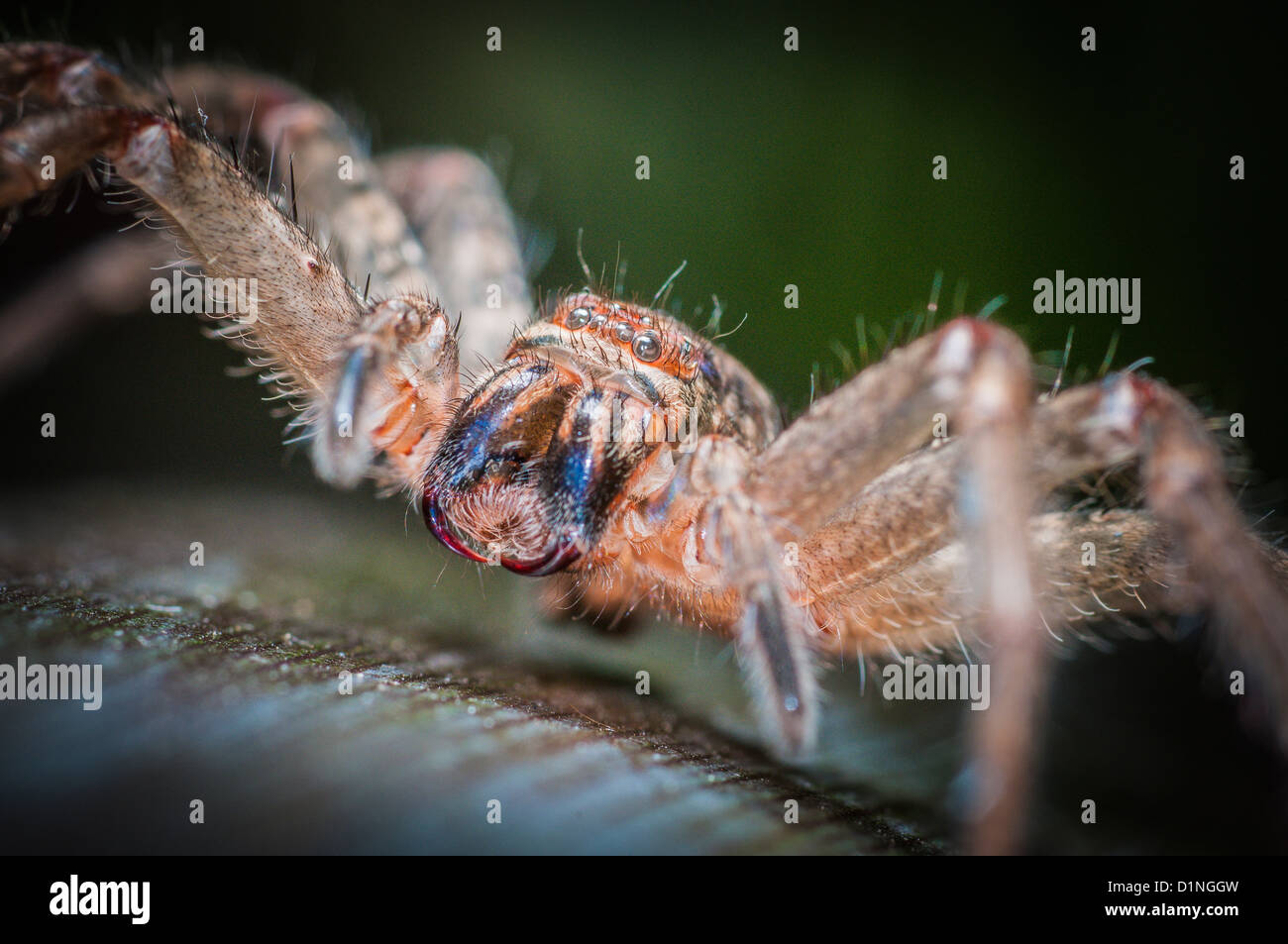Badge Spider or Shield Huntsman, Queensland, Australia Stock Photo - Alamy