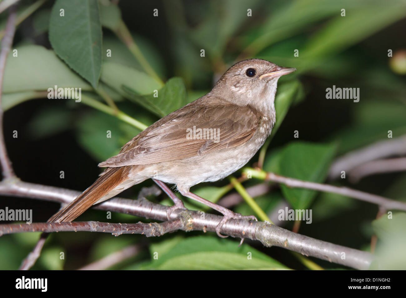 Nightingale hi-res stock photography and images - Alamy