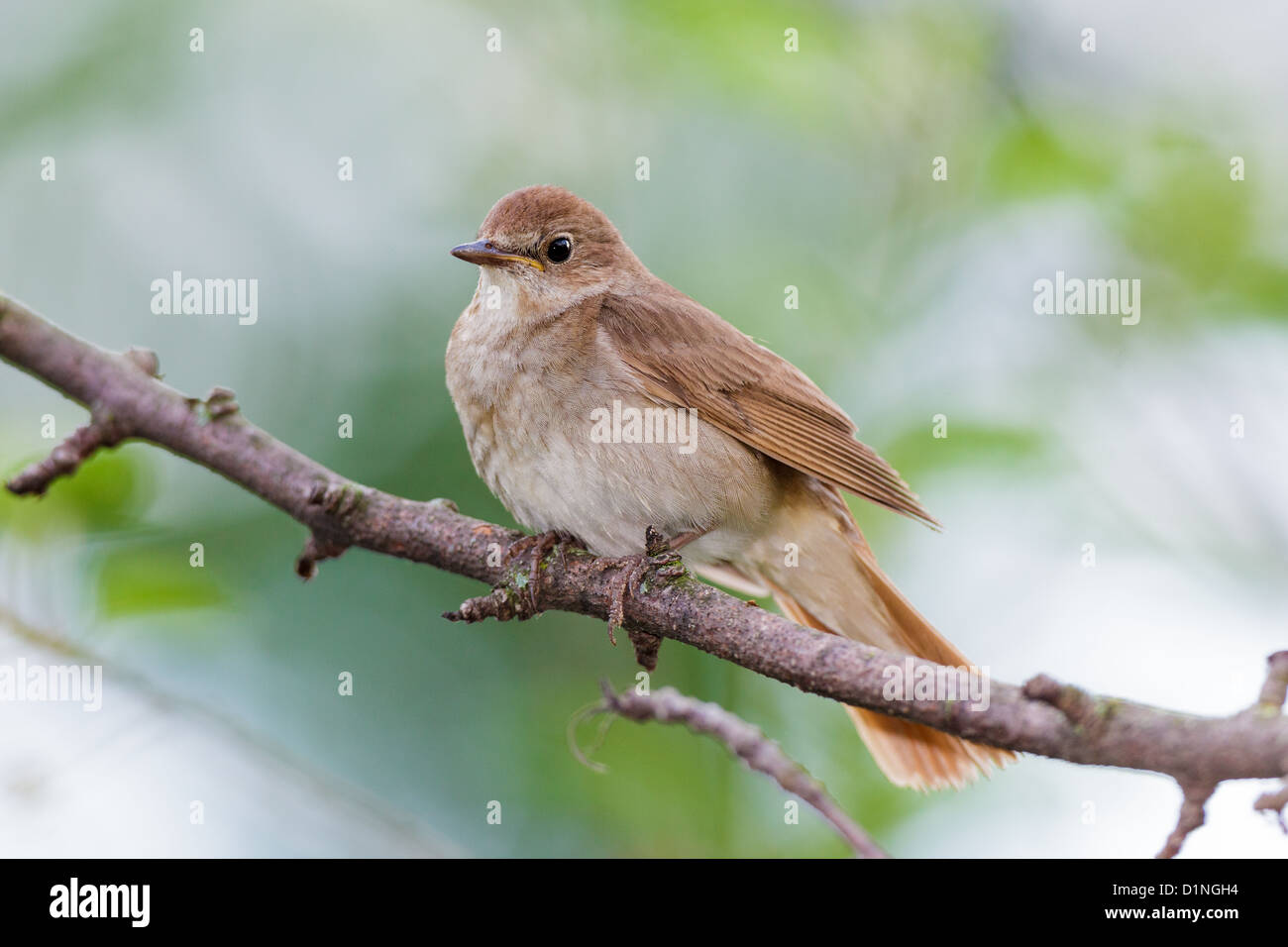 Nightingale bird hi-res stock photography and images - Alamy