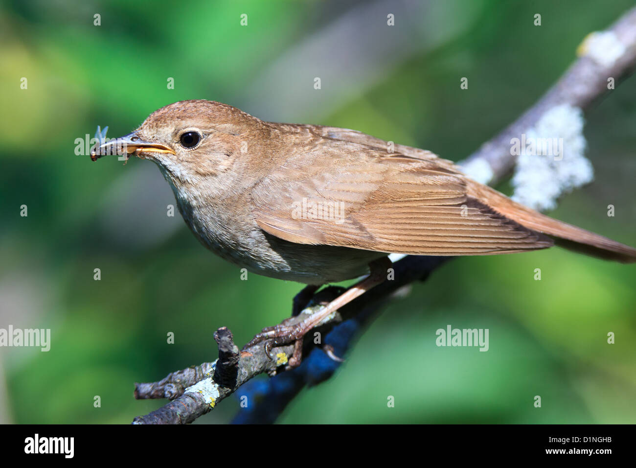 Thrush Nightingale High Resolution Stock Photography and Images - Alamy