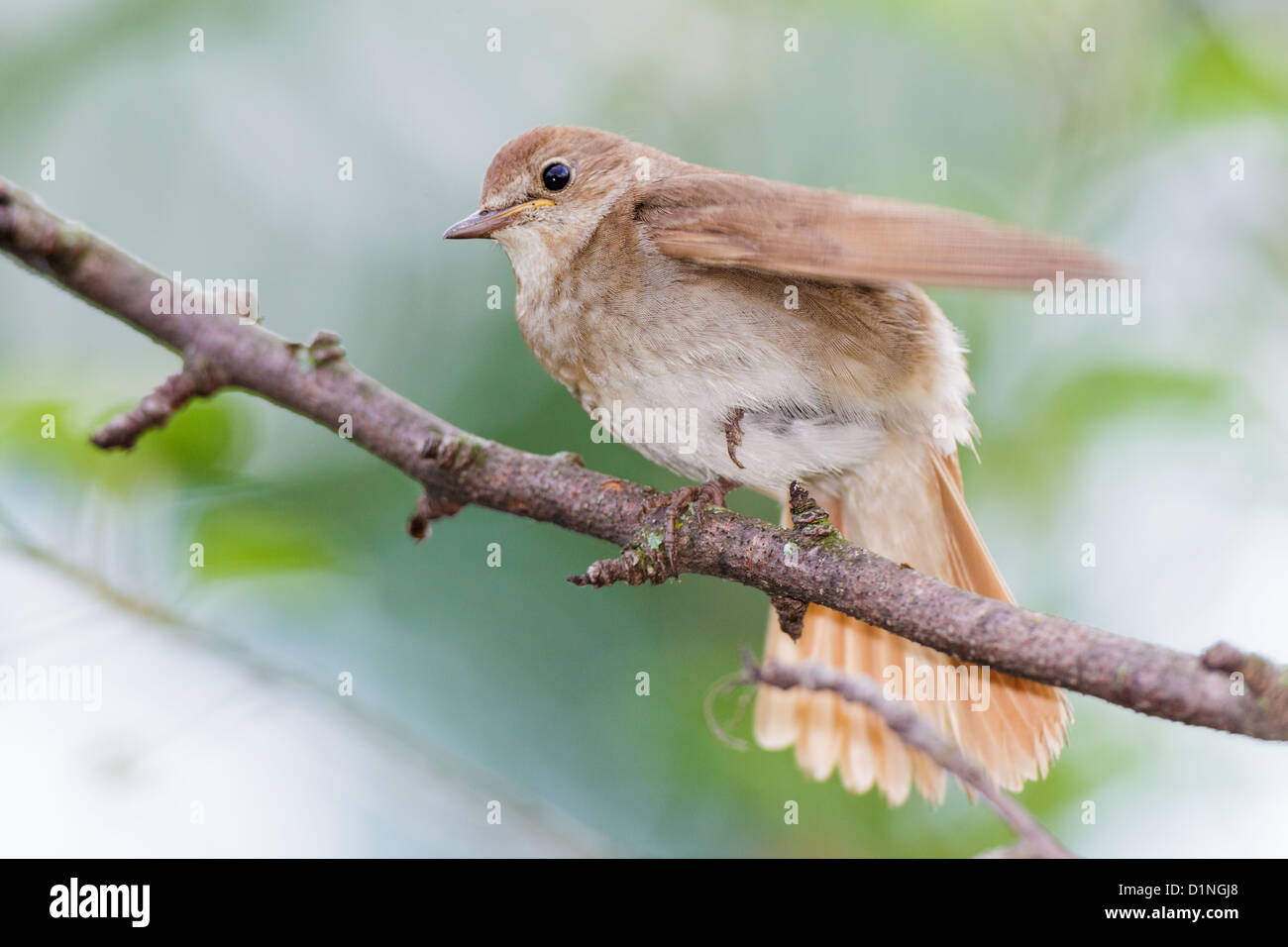 Thrush Nightingale High Resolution Stock Photography and Images - Alamy