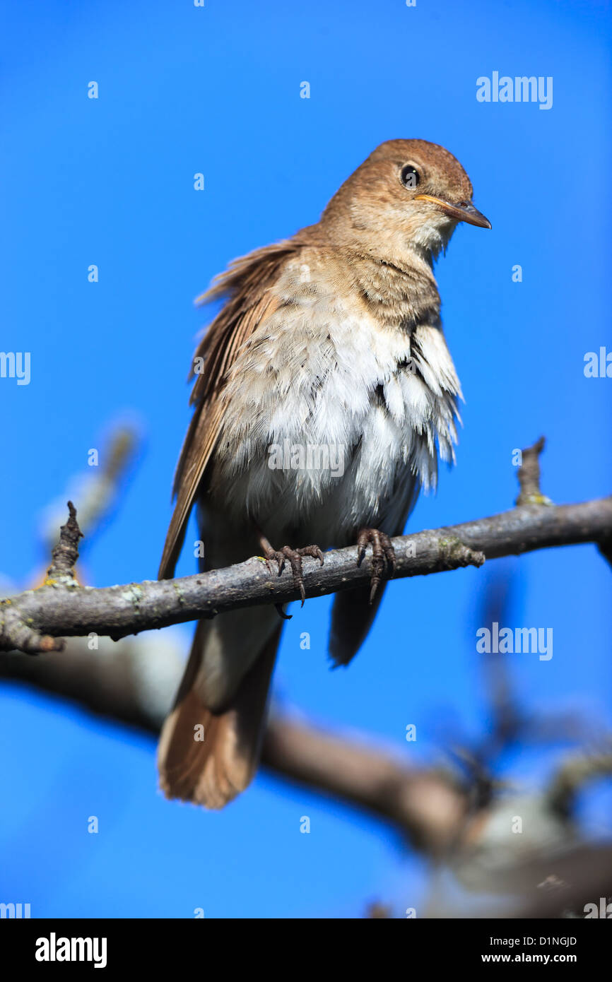 Luscinia luscinia. The Thrush Nightingale perching on a branch of the ...