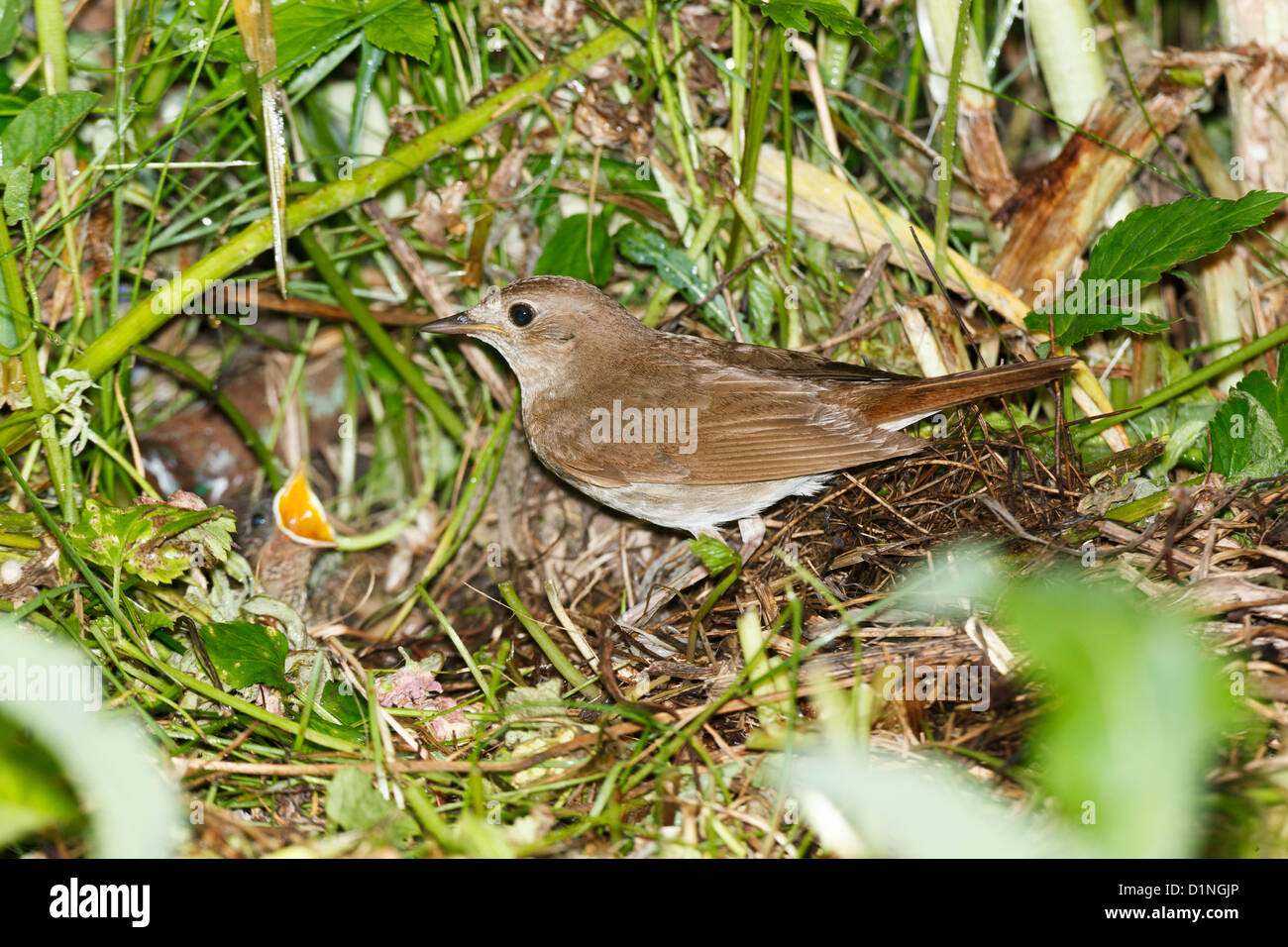 Nightingale family hi-res stock photography and images - Alamy