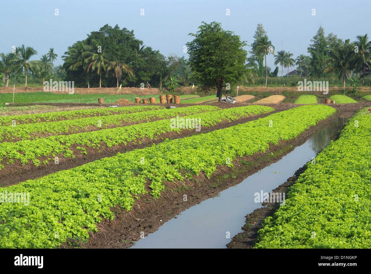 Planting vegetables in the rural areas of Bangkok Stock Photo - Alamy