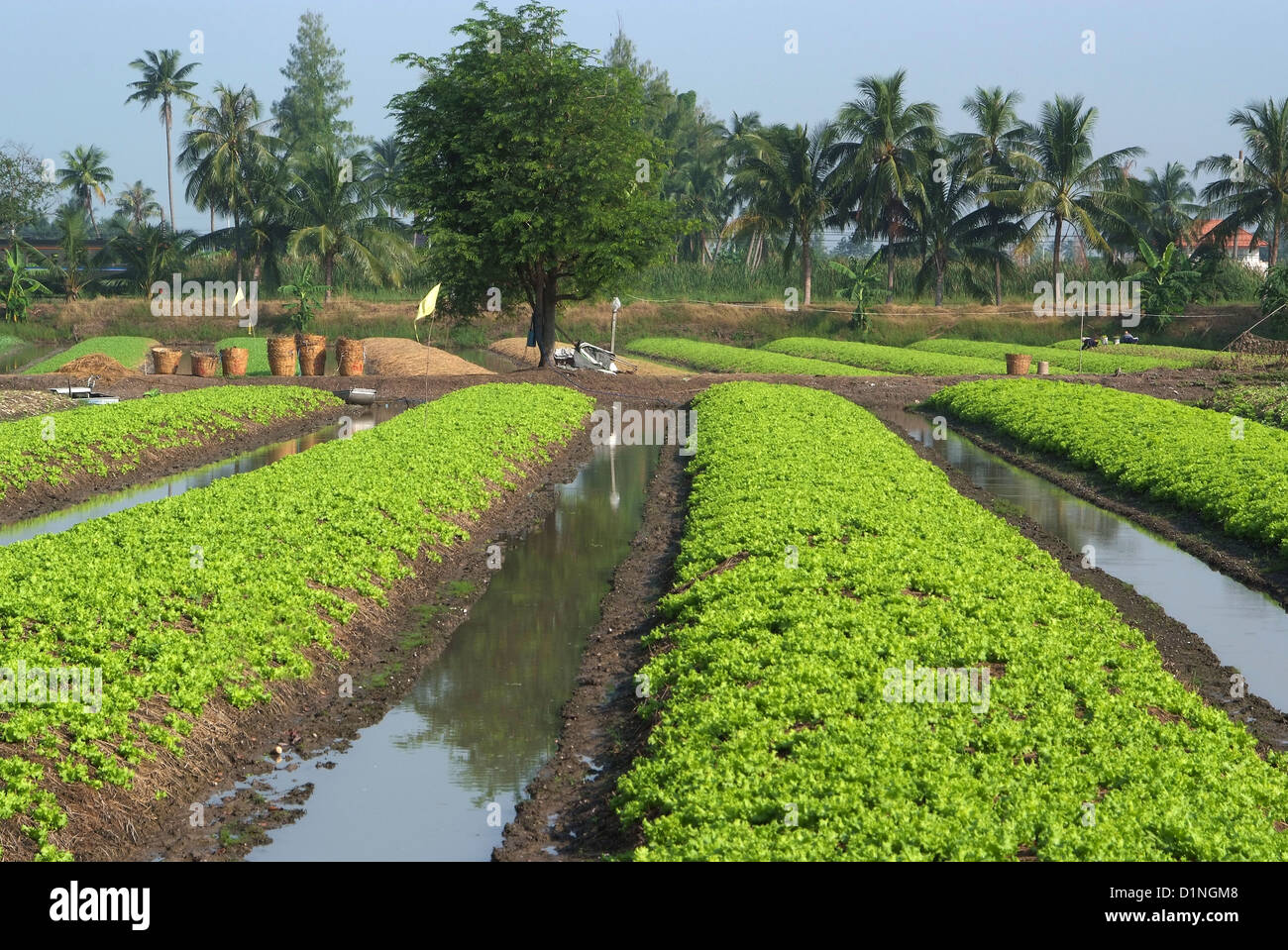 Growing vegetables bangkok hi-res stock photography and images - Alamy