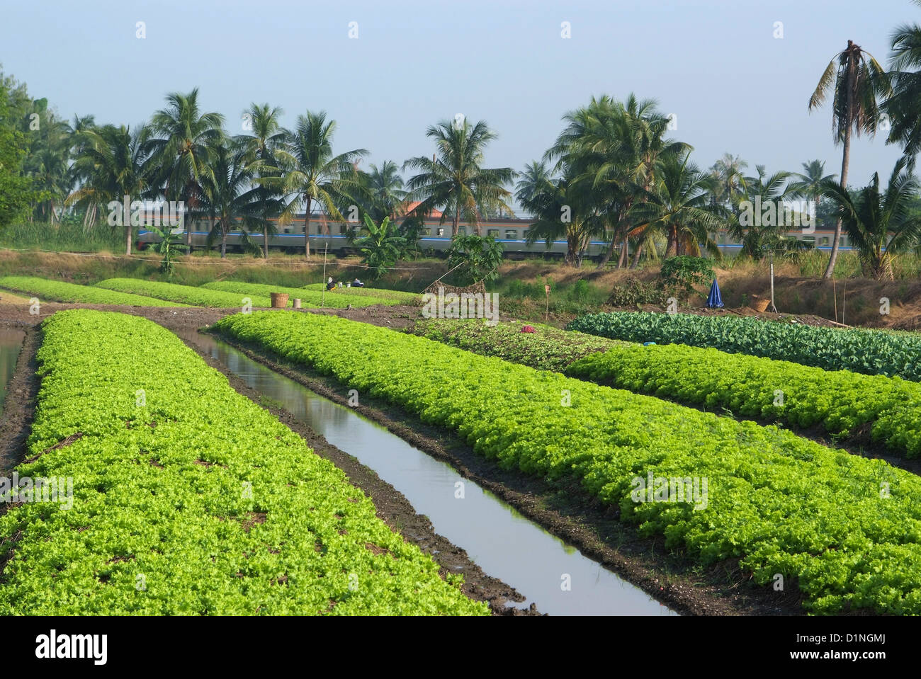 Planting vegetables in the rural areas of Bangkok Stock Photo - Alamy