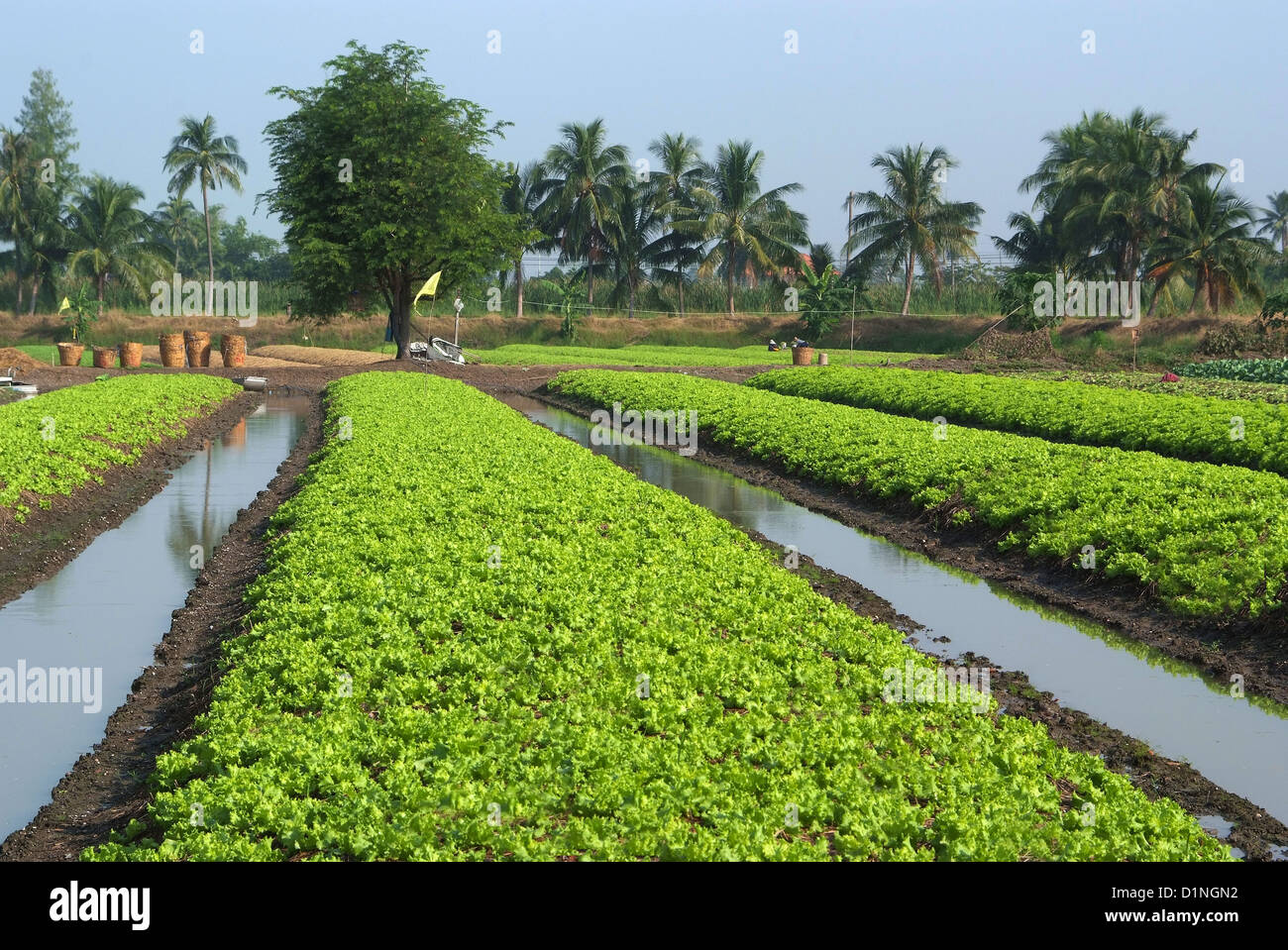 Crop planting field line hi-res stock photography and images - Alamy