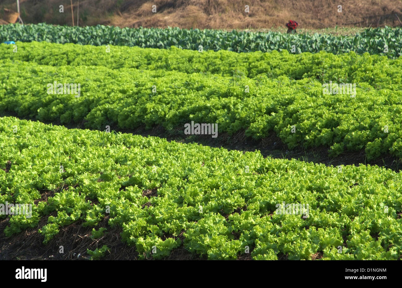 Planting vegetables in the rural areas of Bangkok Stock Photo - Alamy