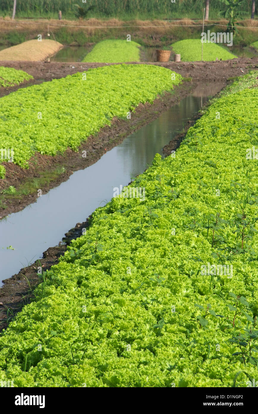 Planting vegetables in the rural areas of Bangkok Stock Photo - Alamy