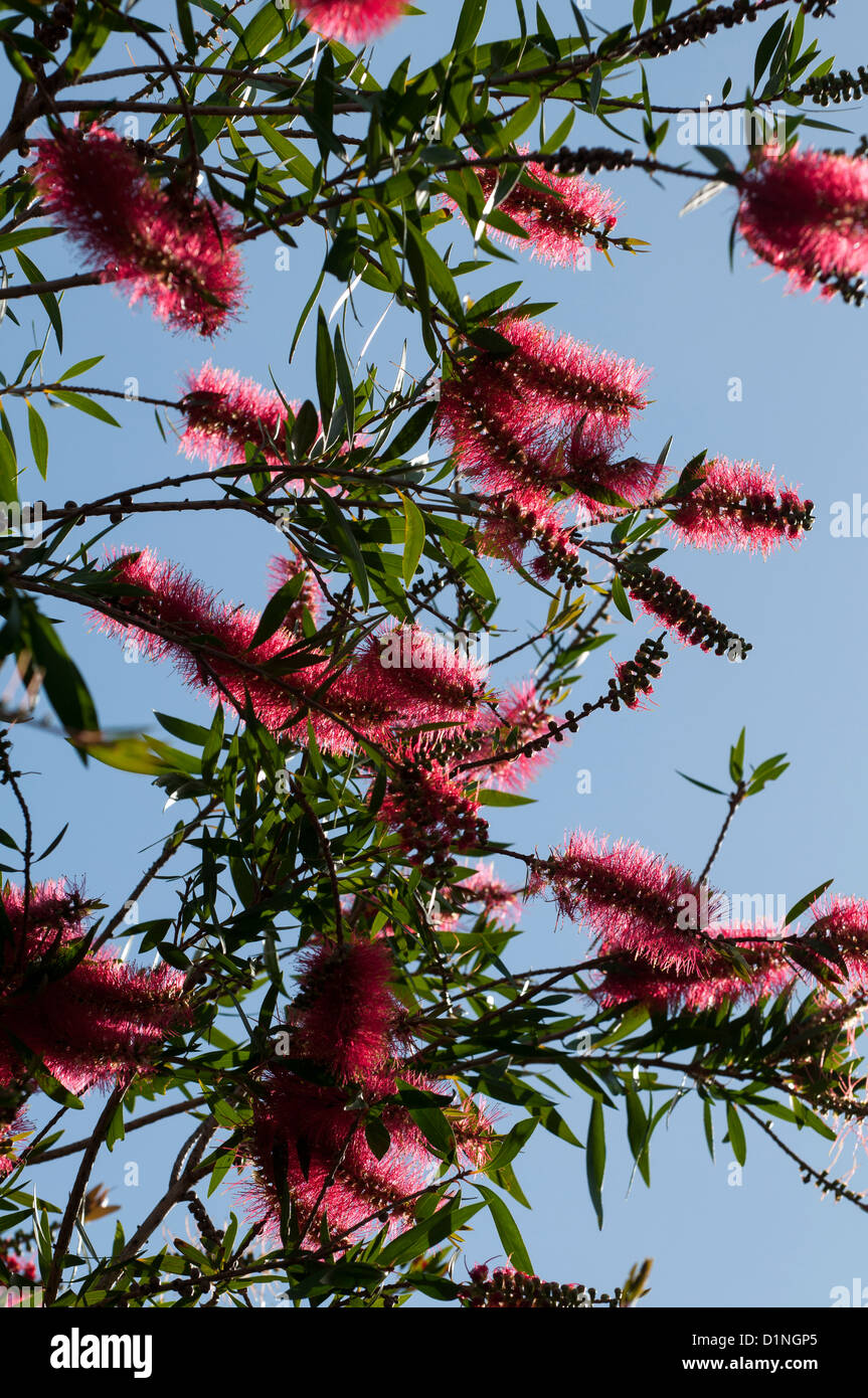Queensland bottle tree hi-res stock photography and images - Alamy