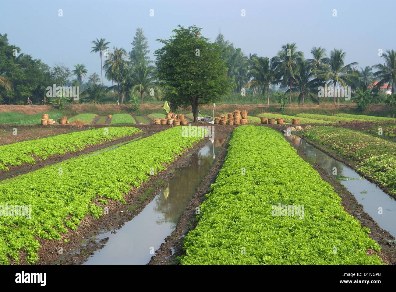 Planting vegetables in the rural areas of Bangkok Stock Photo - Alamy