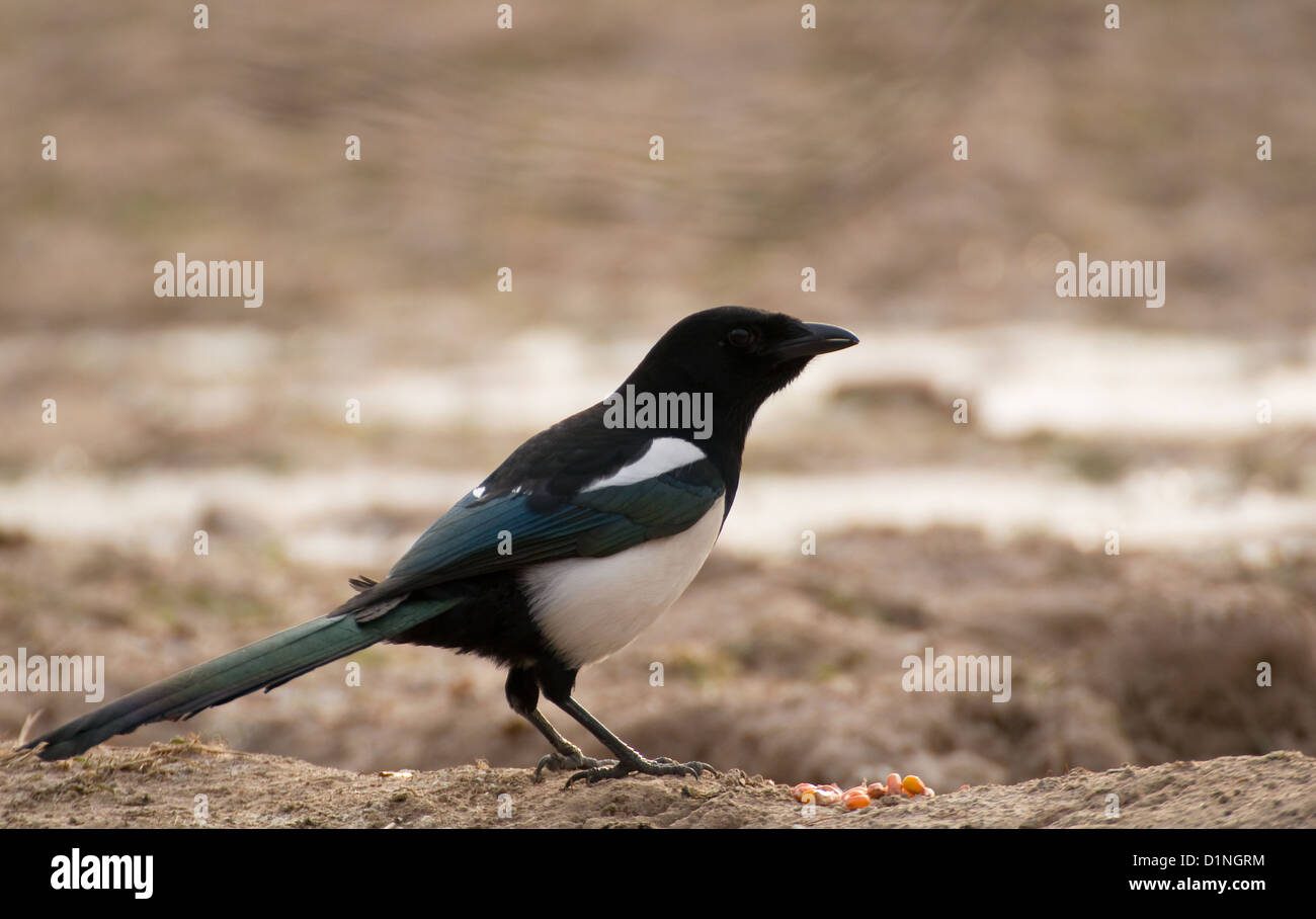 magpie Pica pica Stock Photo - Alamy