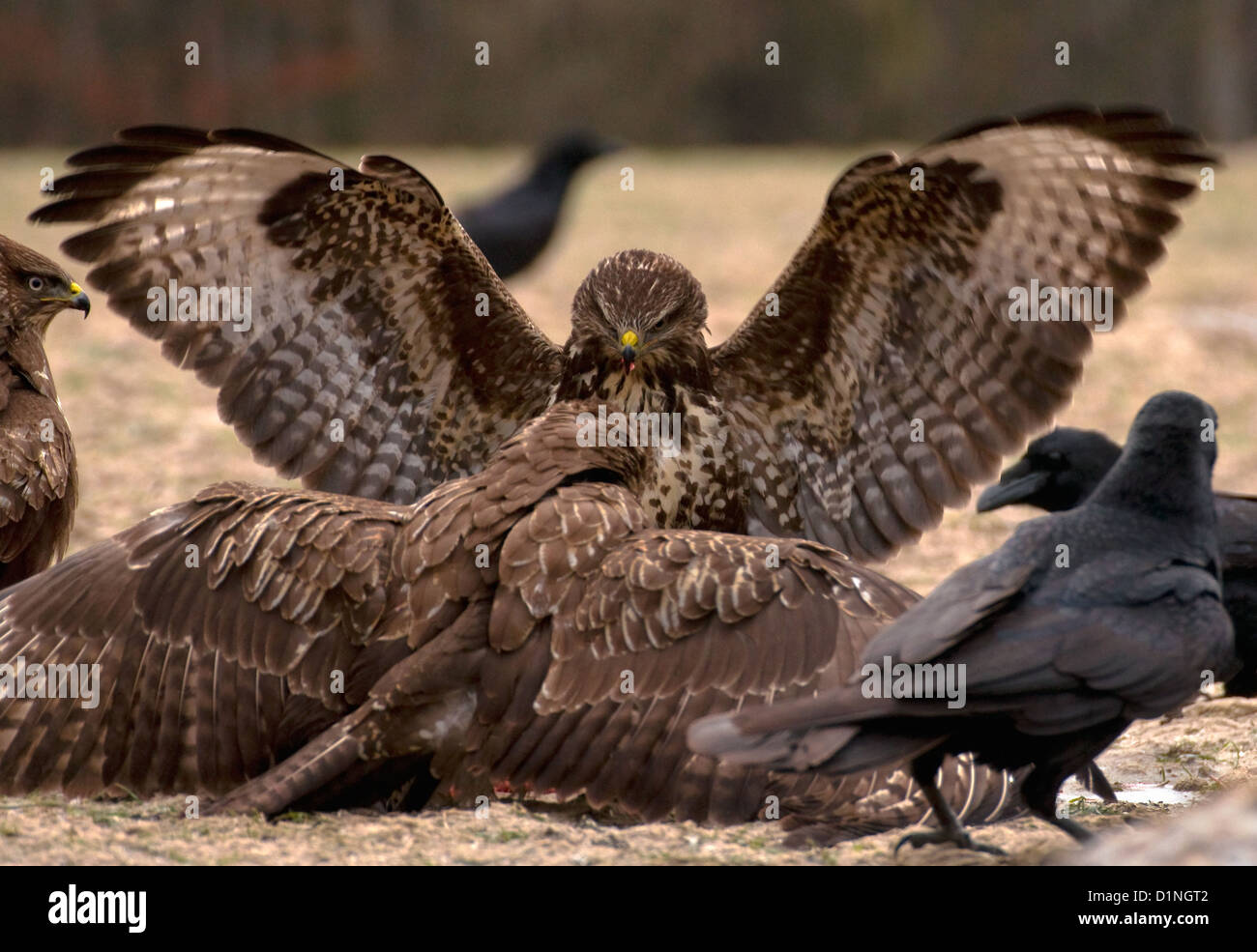 Killer frost hi-res stock photography and images - Alamy