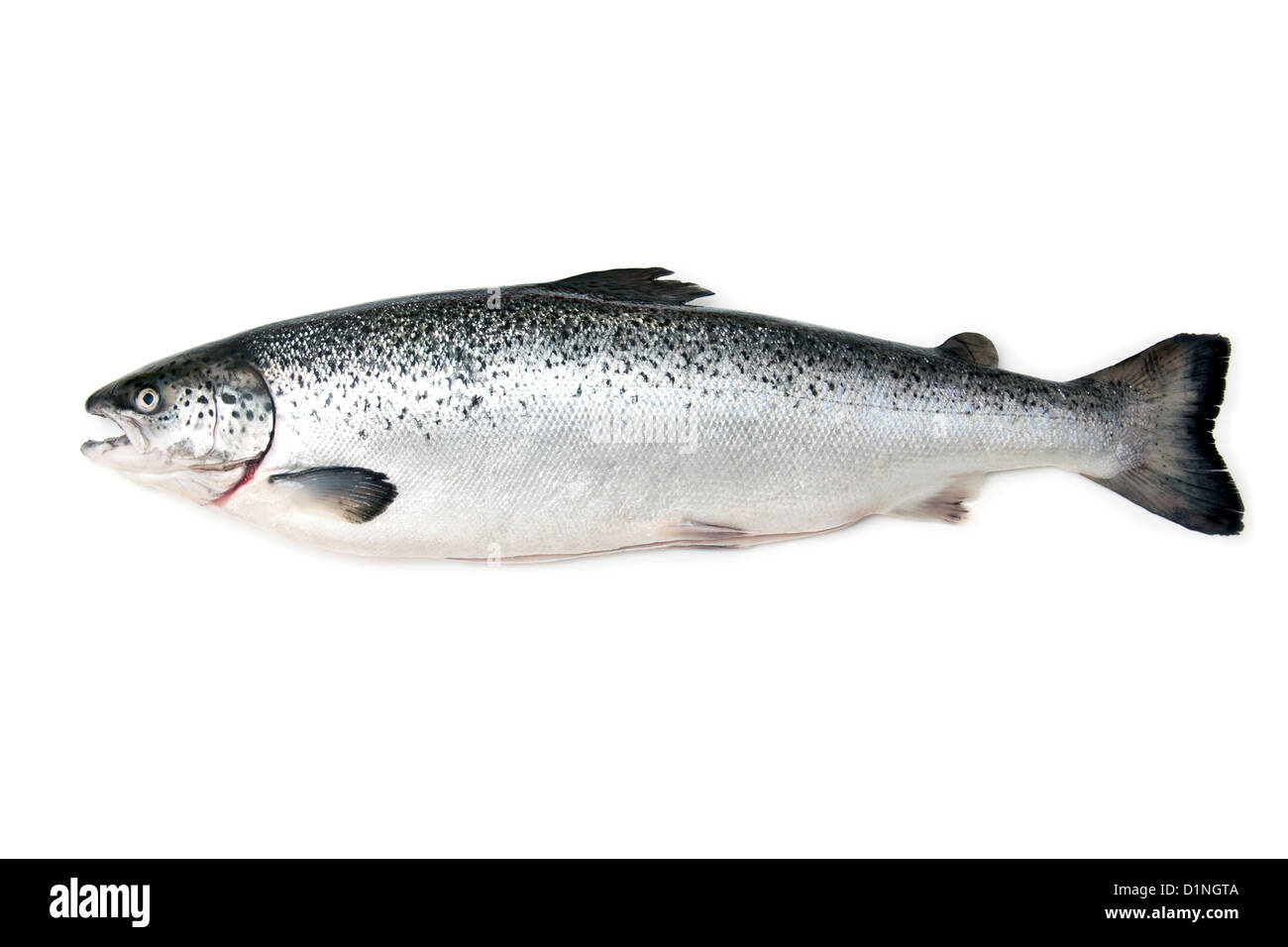 Scottish Atlantic Salmon (Salmo solar) whole, isolated on a white ...