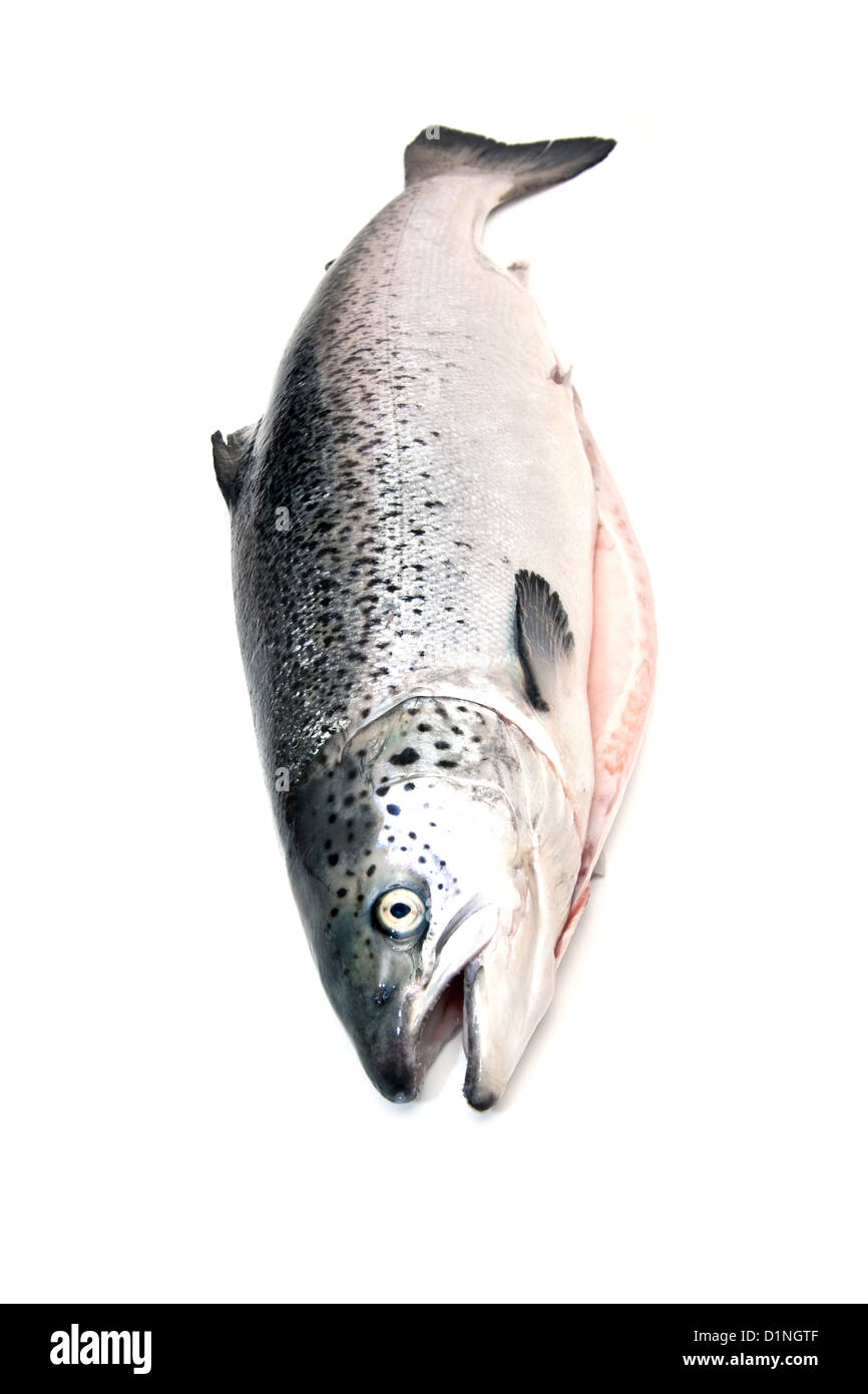 Scottish Atlantic Salmon (Salmo solar) whole, isolated on a white ...