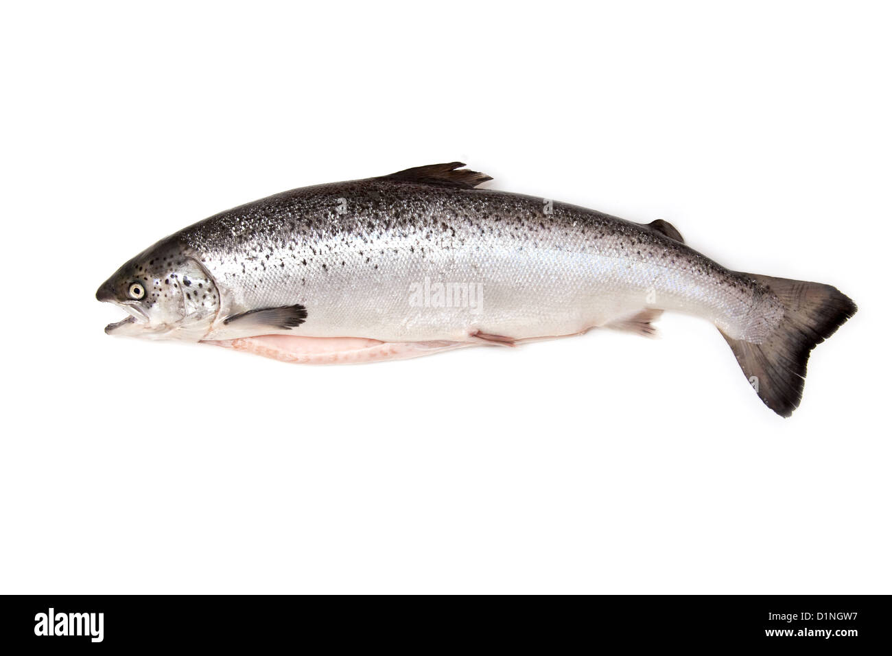 Scottish Atlantic Salmon (Salmo solar) whole, isolated on a white ...