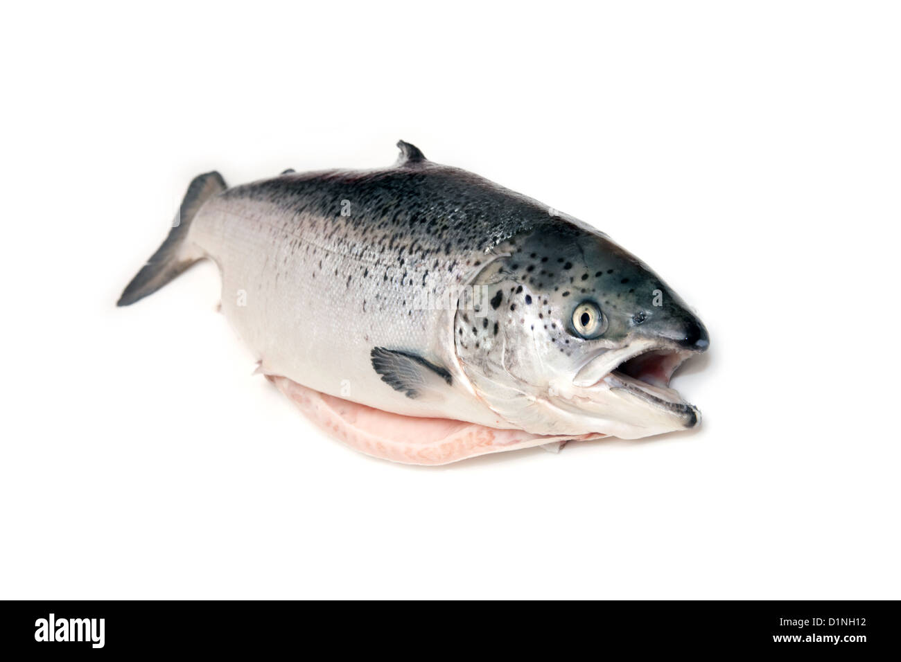 Scottish Atlantic Salmon (Salmo solar) whole, isolated on a white ...