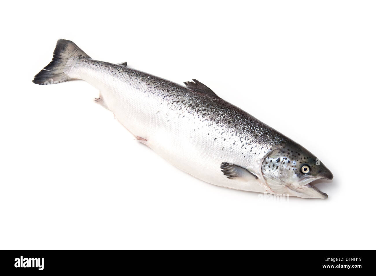 Scottish Atlantic Salmon (Salmo solar) whole, isolated on a white ...