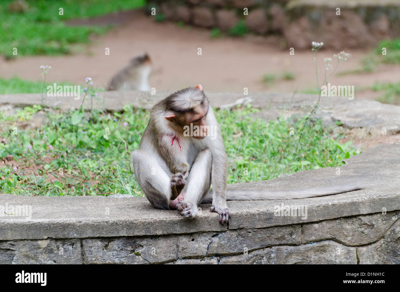 Amputee monkey hi-res stock photography and images - Alamy