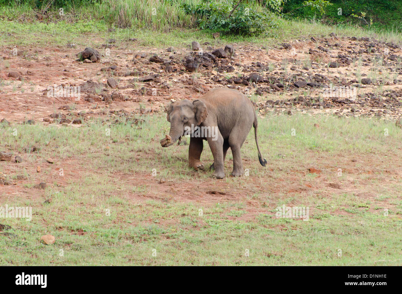 Elephant sanctuary kerala hi-res stock photography and images - Alamy