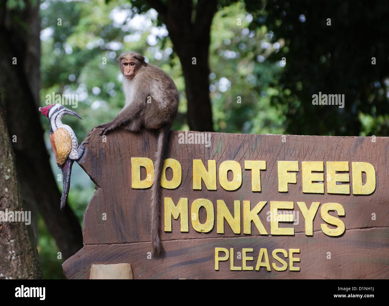 Monkey on a do not feed sign Stock Photo - Alamy