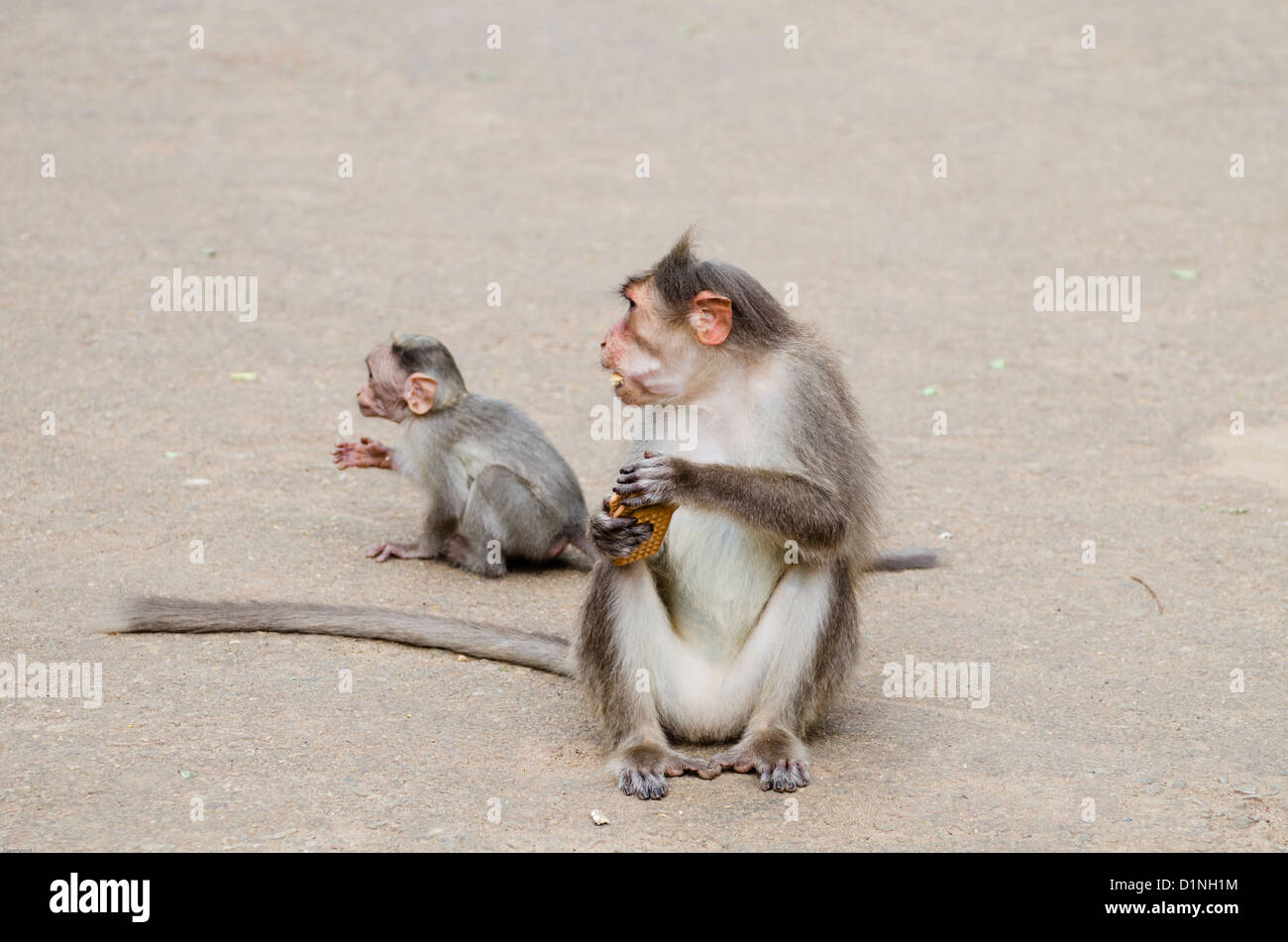 Human feeding monkey hi-res stock photography and images - Alamy