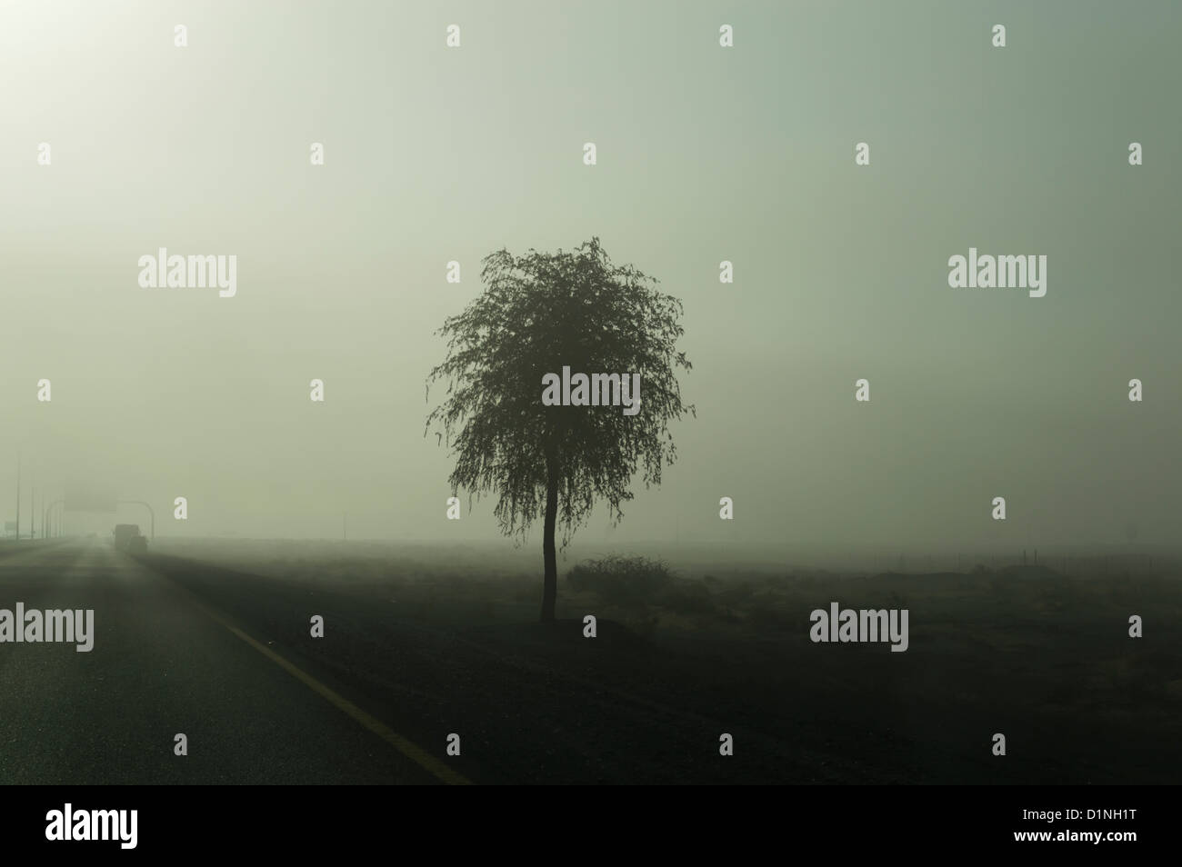 Lone desert tree Stock Photo - Alamy