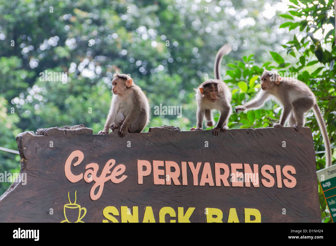 Monkeys bar hi-res stock photography and images - Alamy