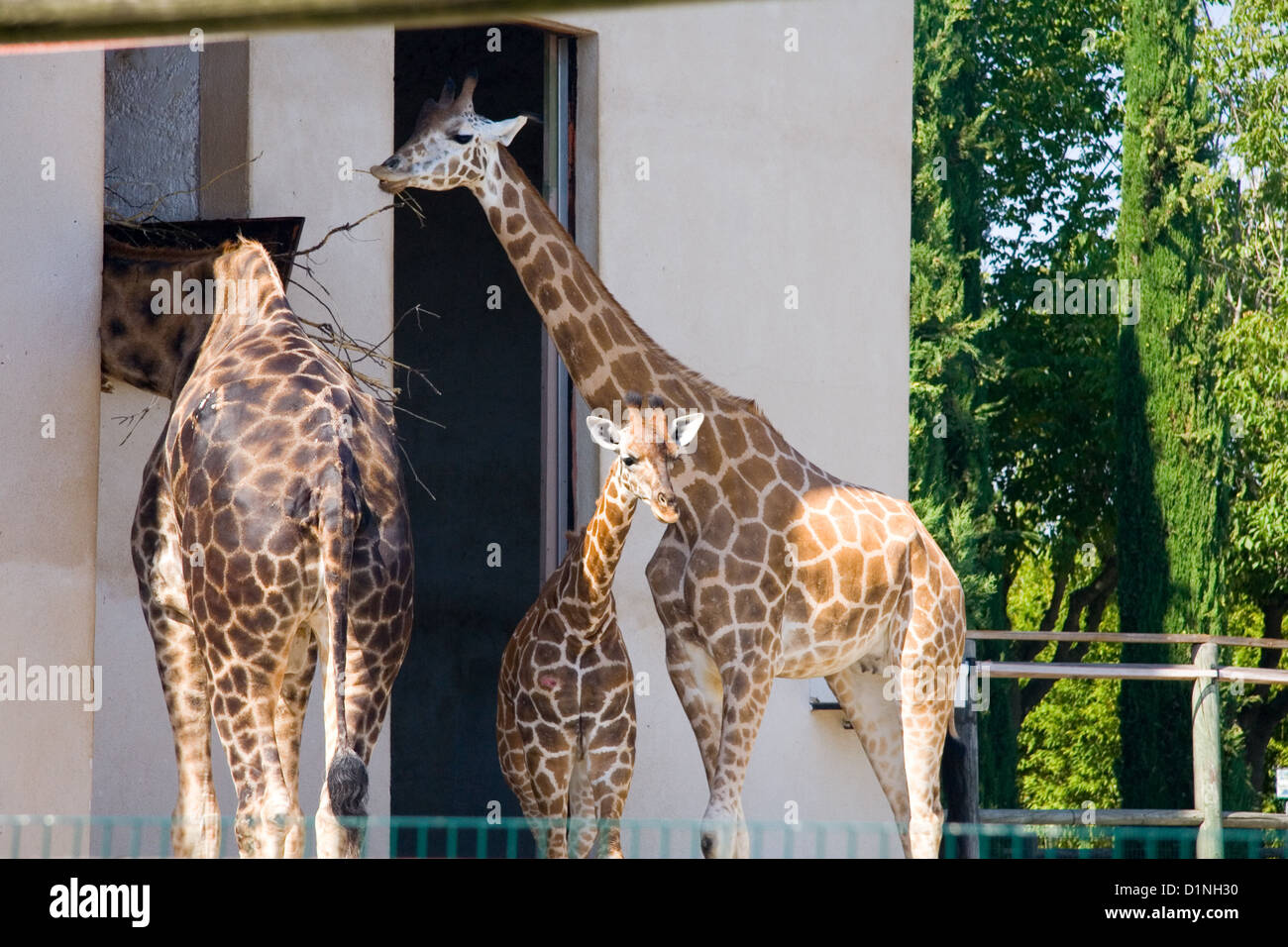 three giraffes in zoo Stock Photo - Alamy