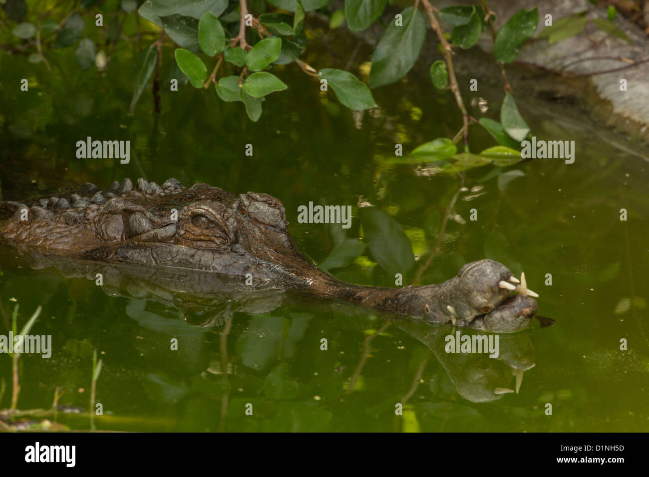 False gharial tomistoma schlegelii hi-res stock photography and images ...