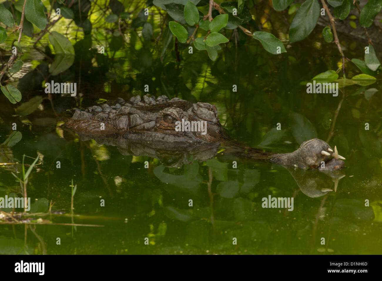 False gharial, Sunda Gavial, Tomistoma schlegelii Endangered species ...
