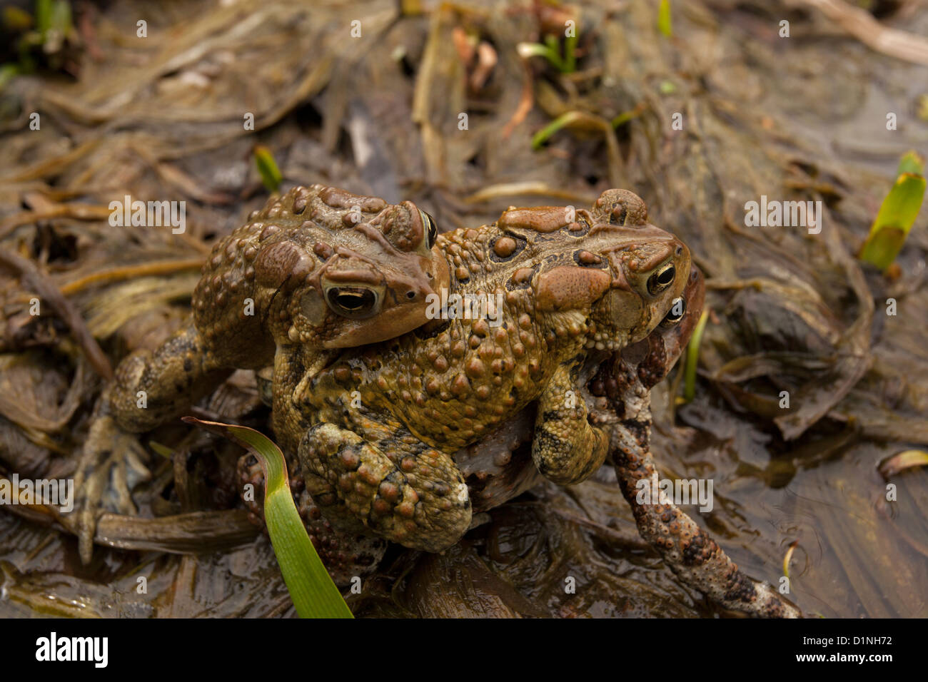 American toad , Bufo americanus , New York , toad ball, males ...