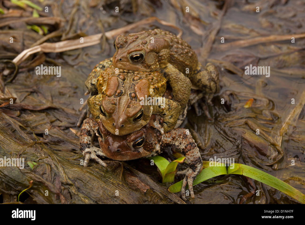 American toad , Bufo americanus , New York , toad ball, males ...