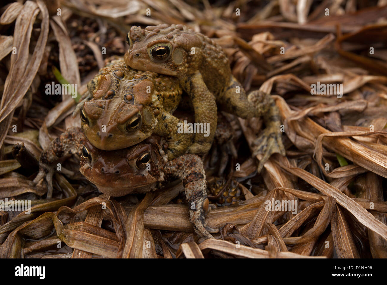 American toad , Bufo americanus , New York , toad ball, males ...