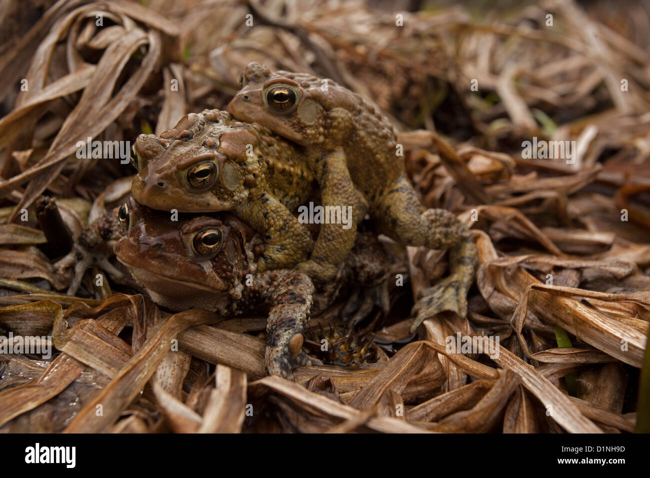 American Toad Bufo Americanus New York Toad Ball Males Attempting To Mate With Female