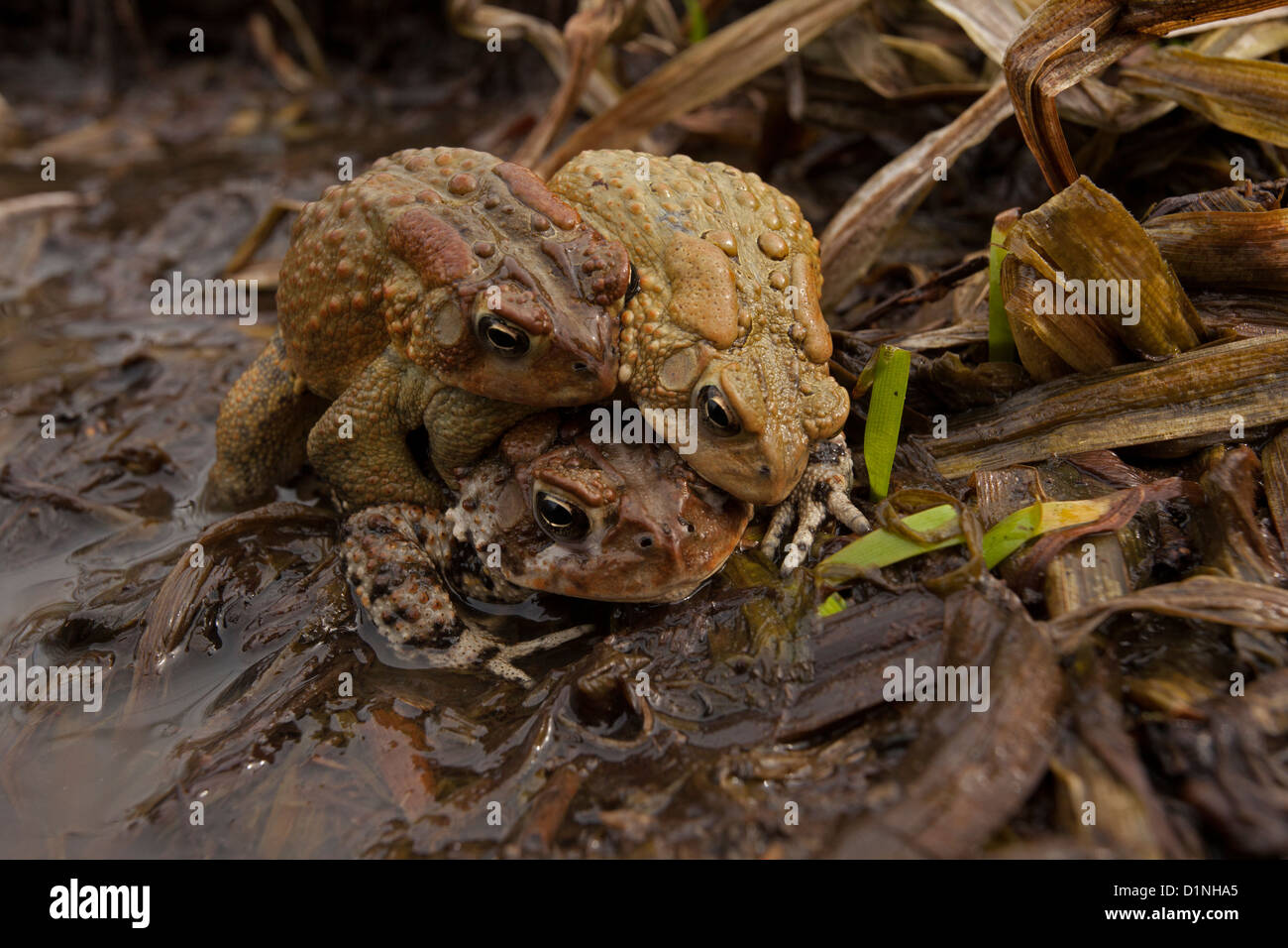 American toad , Bufo americanus , New York , toad ball, males ...