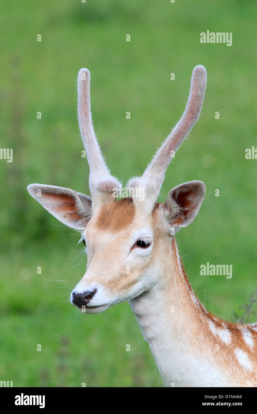 young fallow deer in spring Stock Photo - Alamy