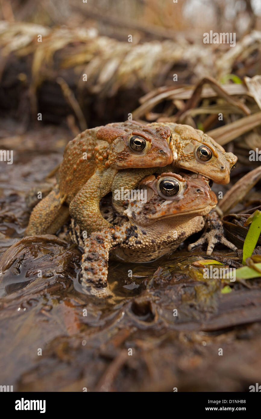 American toad , Bufo americanus , New York , toad ball, males ...