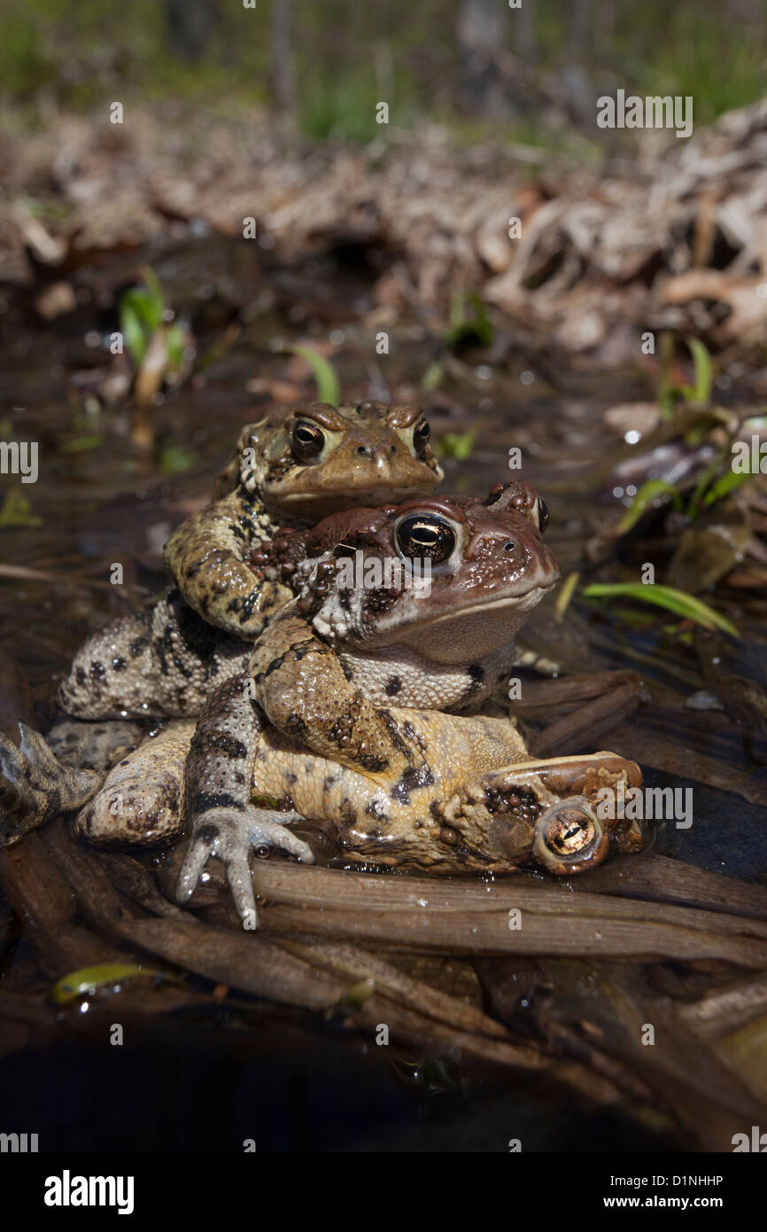American toad , Bufo americanus , New York , toad ball, males ...