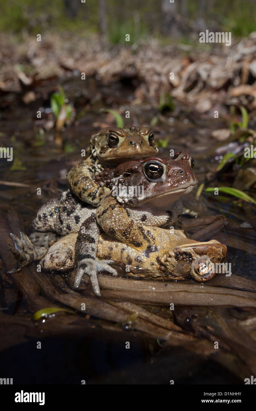 American toad bufo americanus males hi-res stock photography and images ...