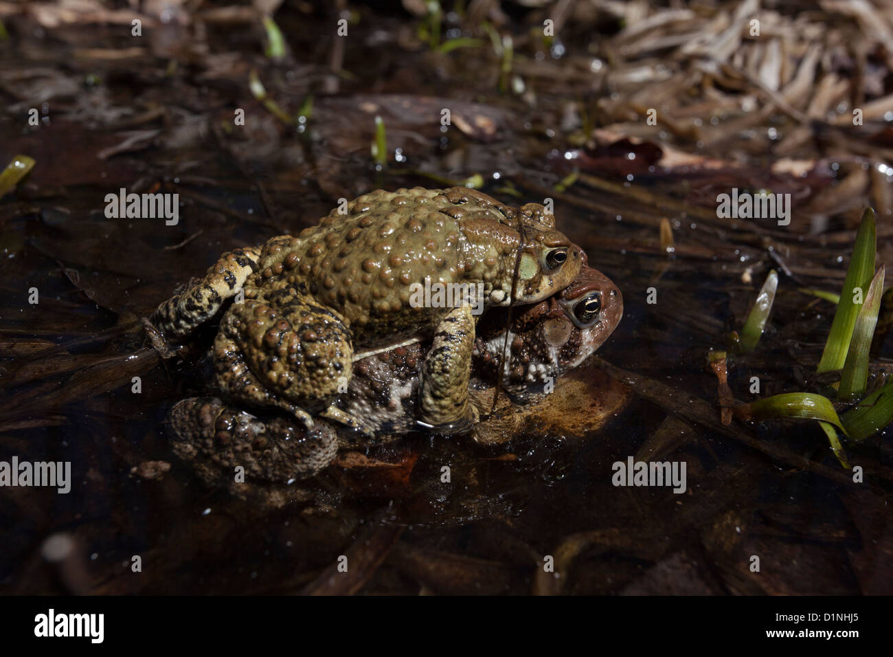 Ball of toads hi-res stock photography and images - Alamy