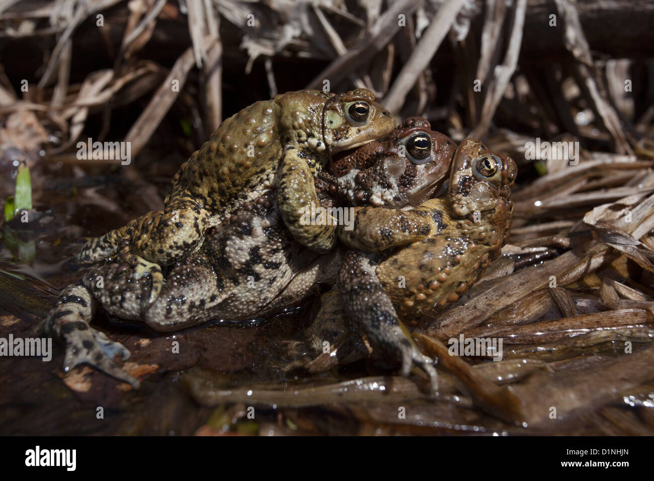 American toad , Bufo americanus , New York , toad ball, males ...