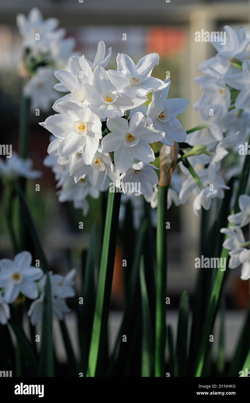 narcissus ziva paperwhites plants white flowers flowering blooms bulbs ...