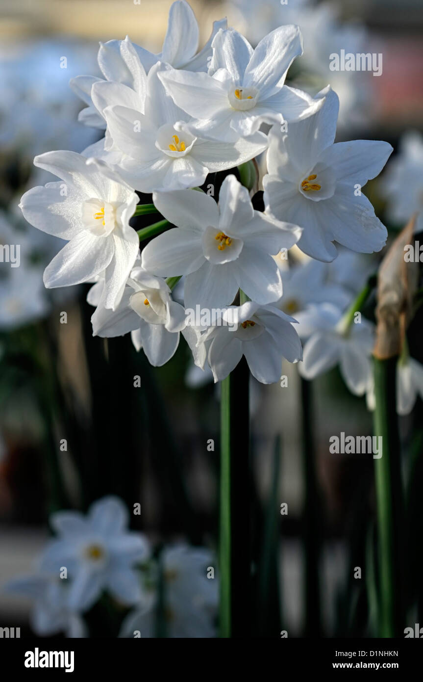 narcissus ziva paperwhites plants white flowers flowering blooms bulbs ...