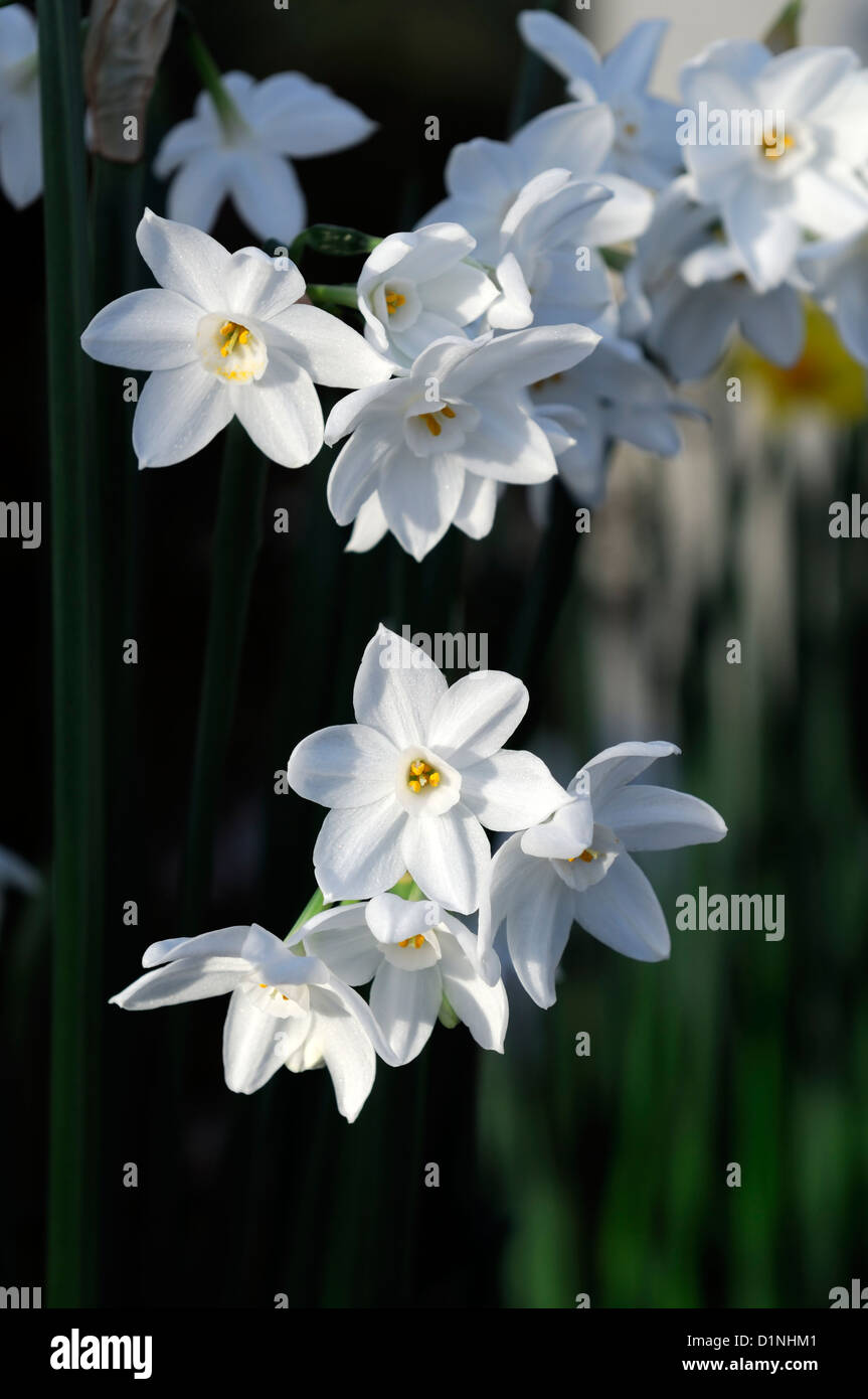 narcissus ziva paperwhites plants white flowers flowering blooms bulbs ...