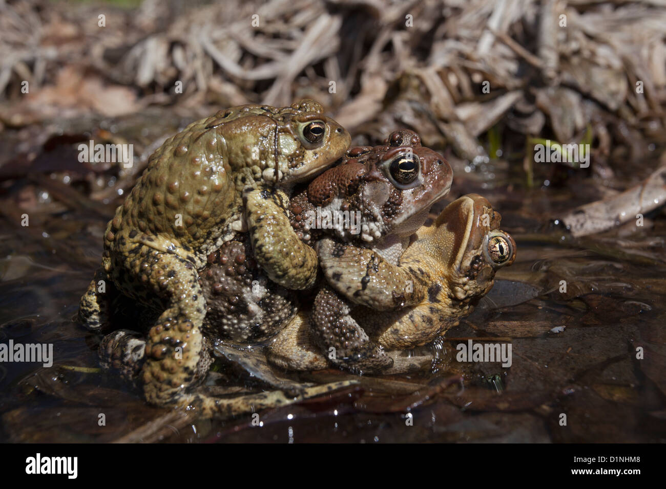 Ball of toads hi-res stock photography and images - Alamy