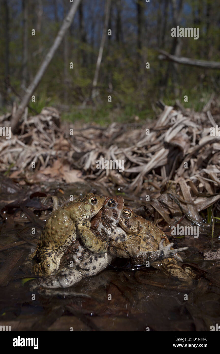 American toad , Bufo americanus , New York , toad ball, males ...