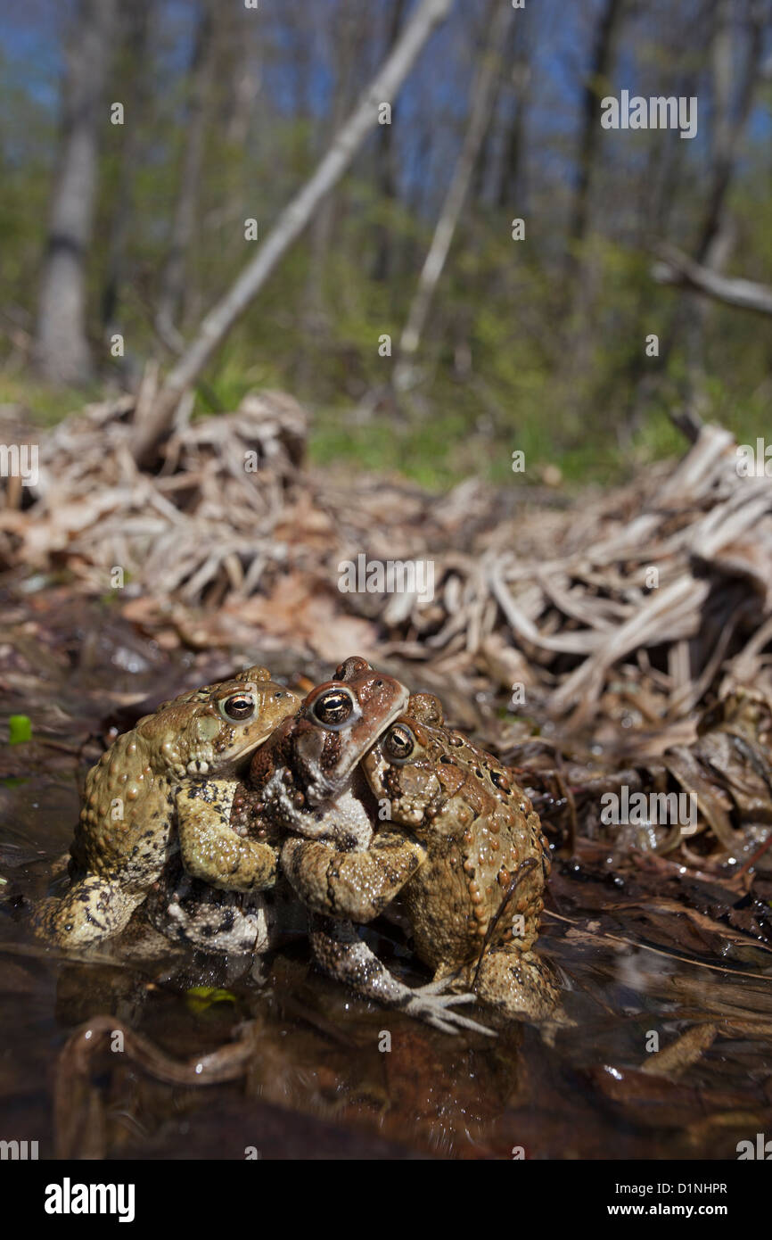 American toad hi-res stock photography and images - Alamy