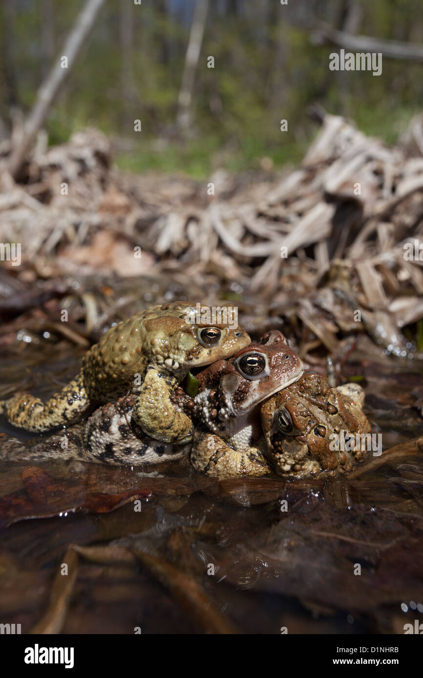 American toad , Bufo americanus , New York , toad ball, males ...